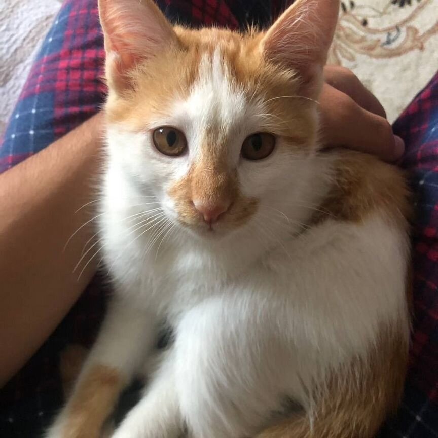 Котенок в добрые руки