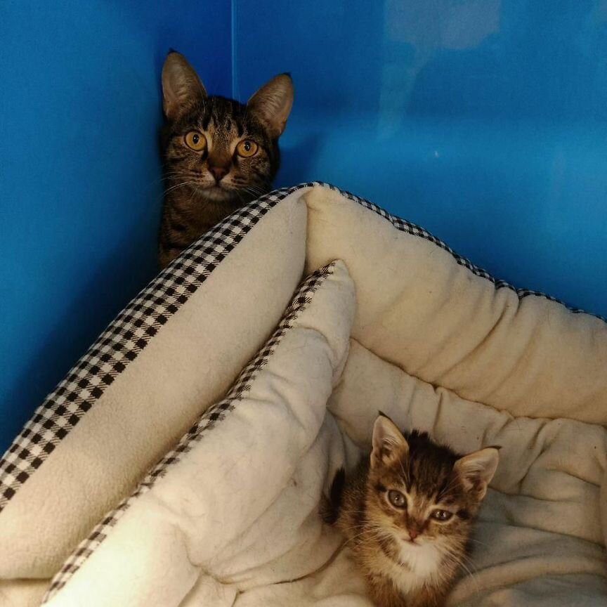 Кошка с котенком