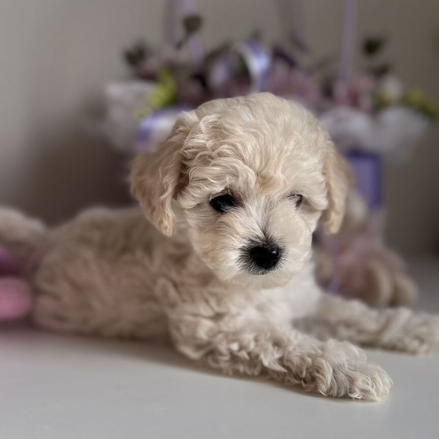 Щенок той пуделя, Пушон, Бишпу