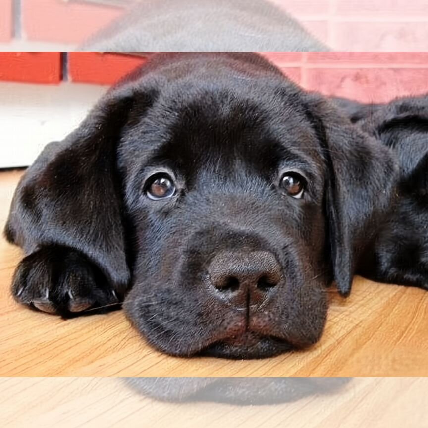 Лабрадор-ретривер, щенок