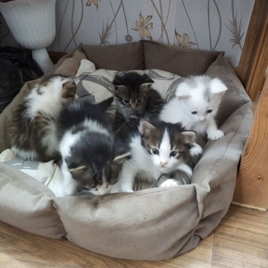 Кошки в добрые руки бесплатно
