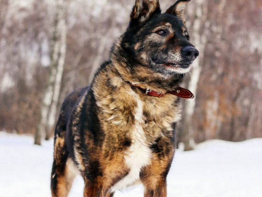 Собака Блюз из приюта ищет дом