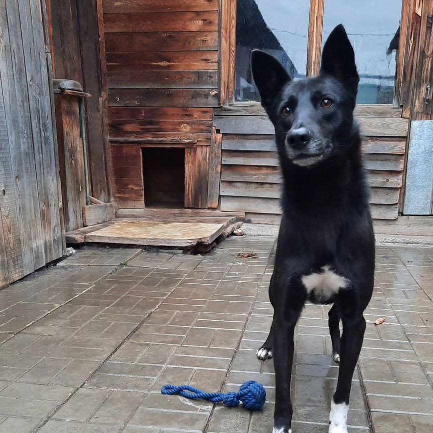 Пес Бим в добрые руки