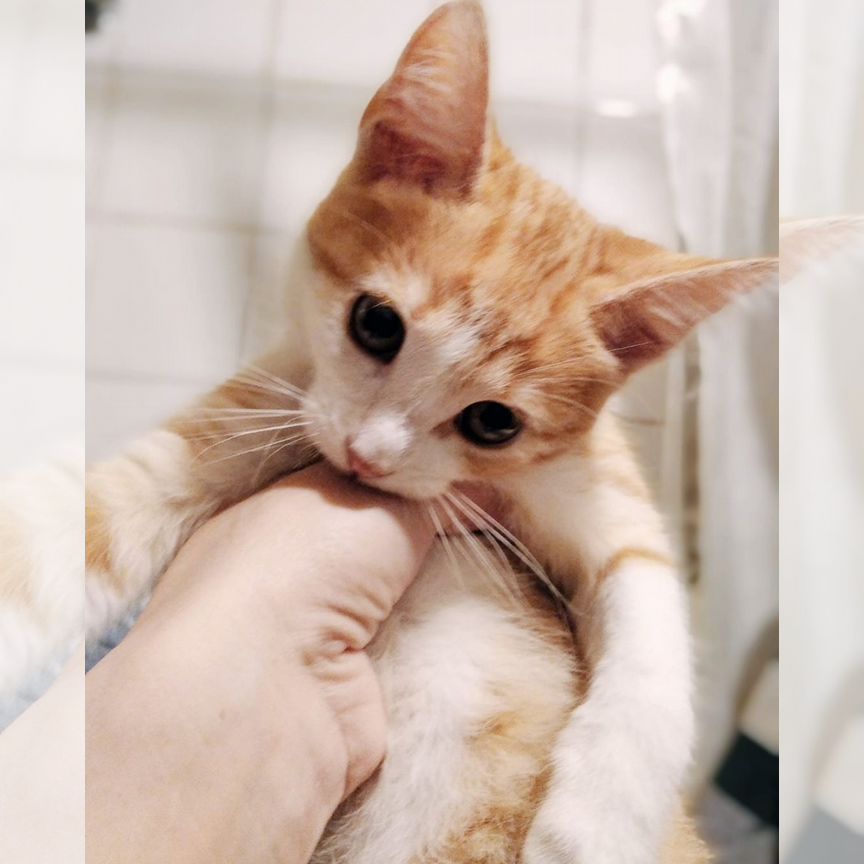 Котёнок в добрые руки