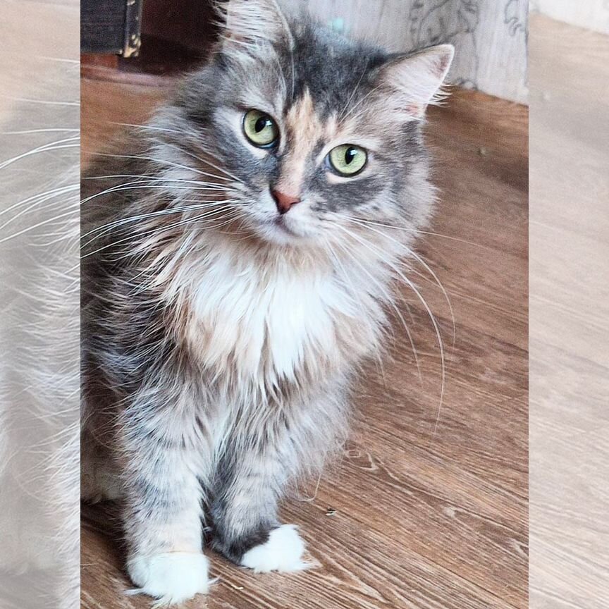 Кошка в добрые руки