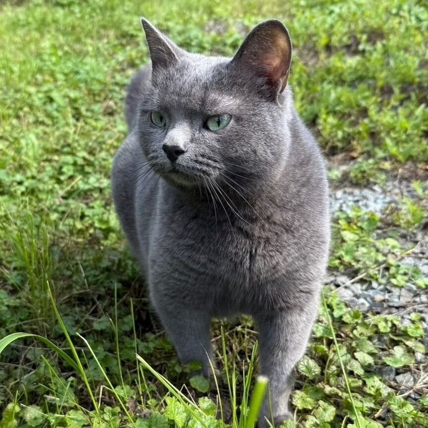 Кота выбросили. Нужен дом