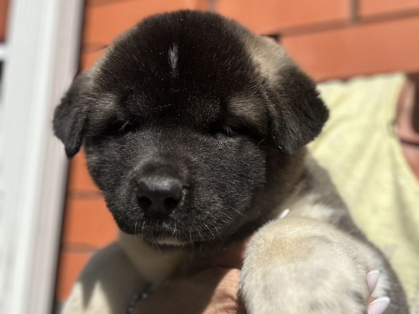 Американская акита девочка