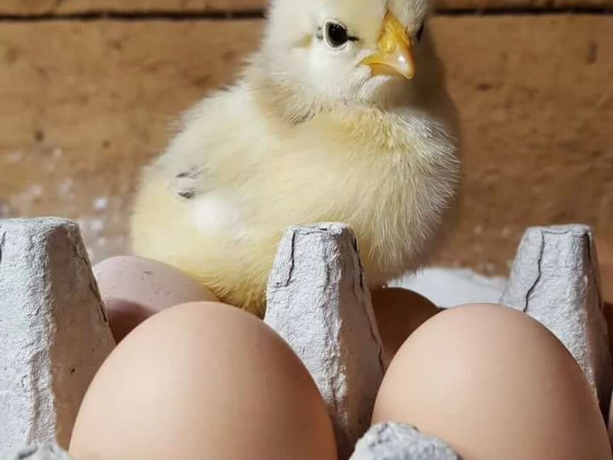 Суточные птенцы броллеры кобб-500