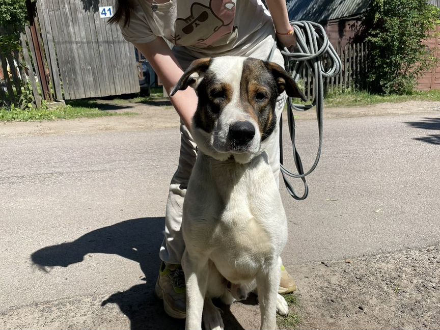 Метис алабая в добрые руки