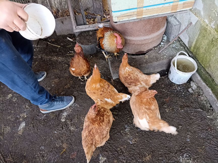 Продам курица