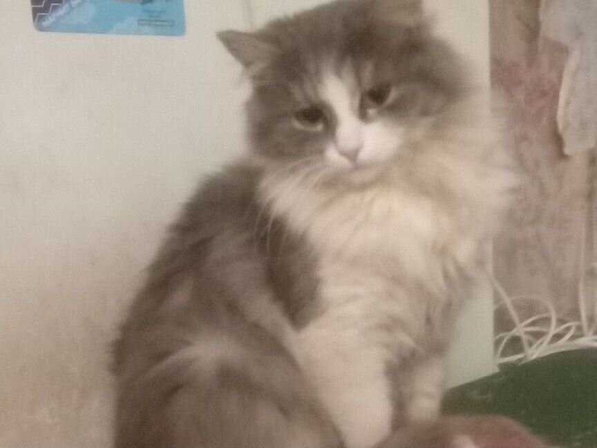 Девочка пуша