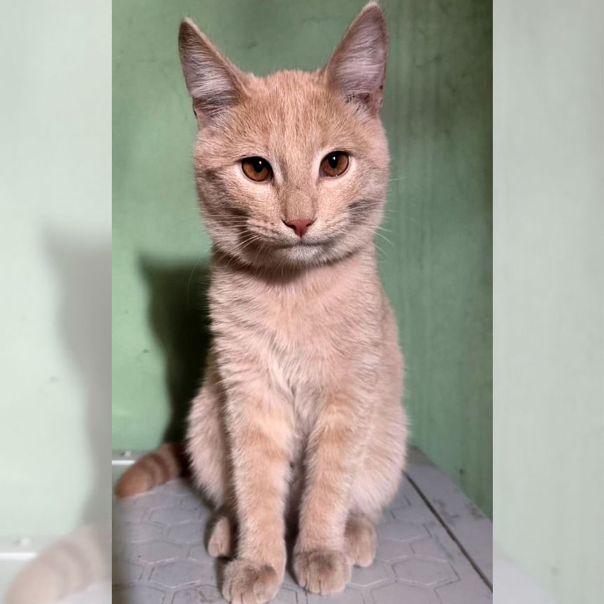 Молодой котик