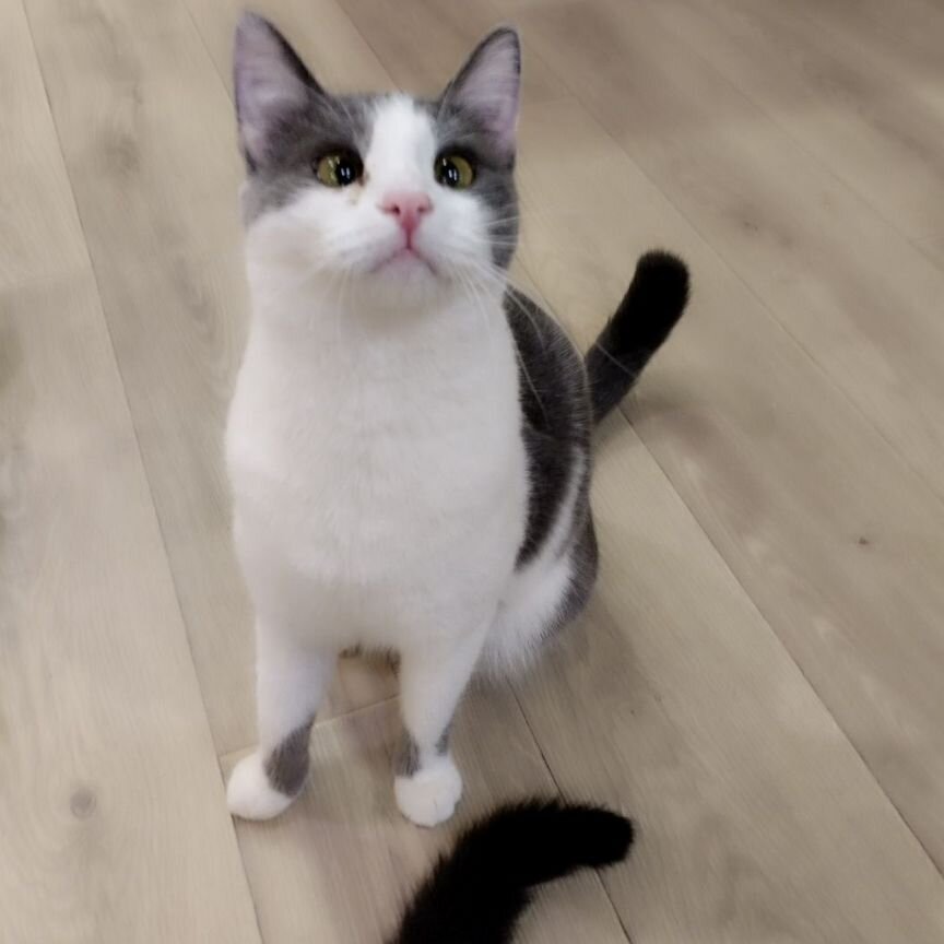 Кошечка Аэлита ищет дом