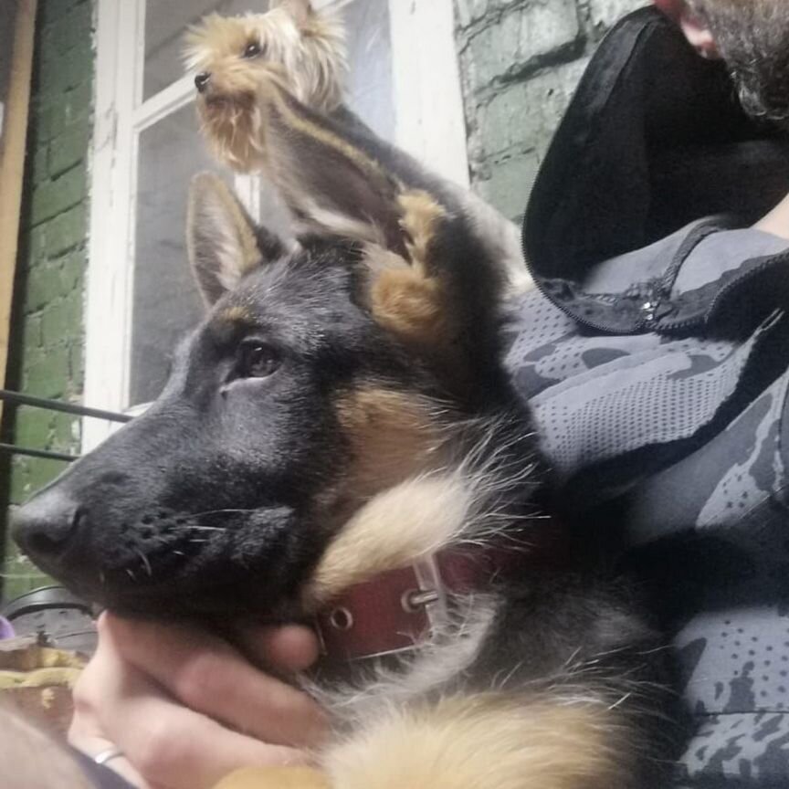 Немецкая овчарка