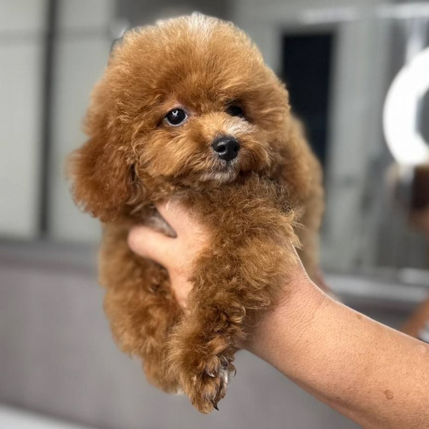 Той-пудель, щенок