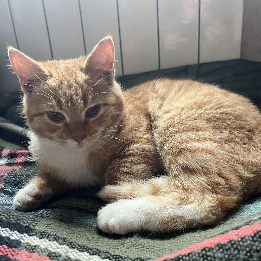 Котик золотун