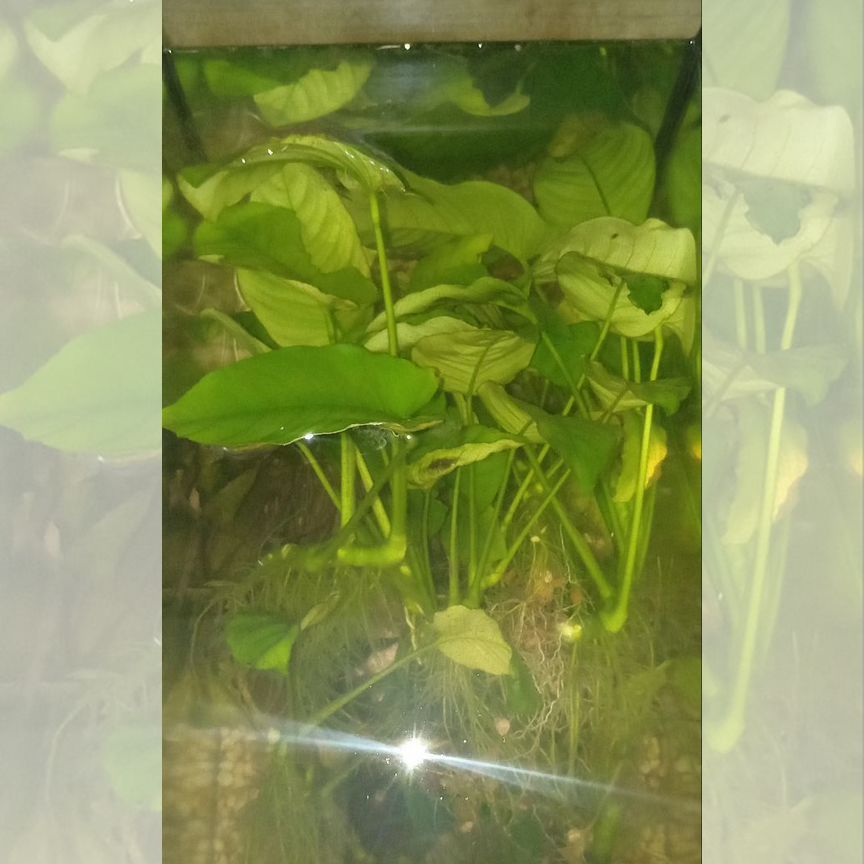 Аквариумное растение