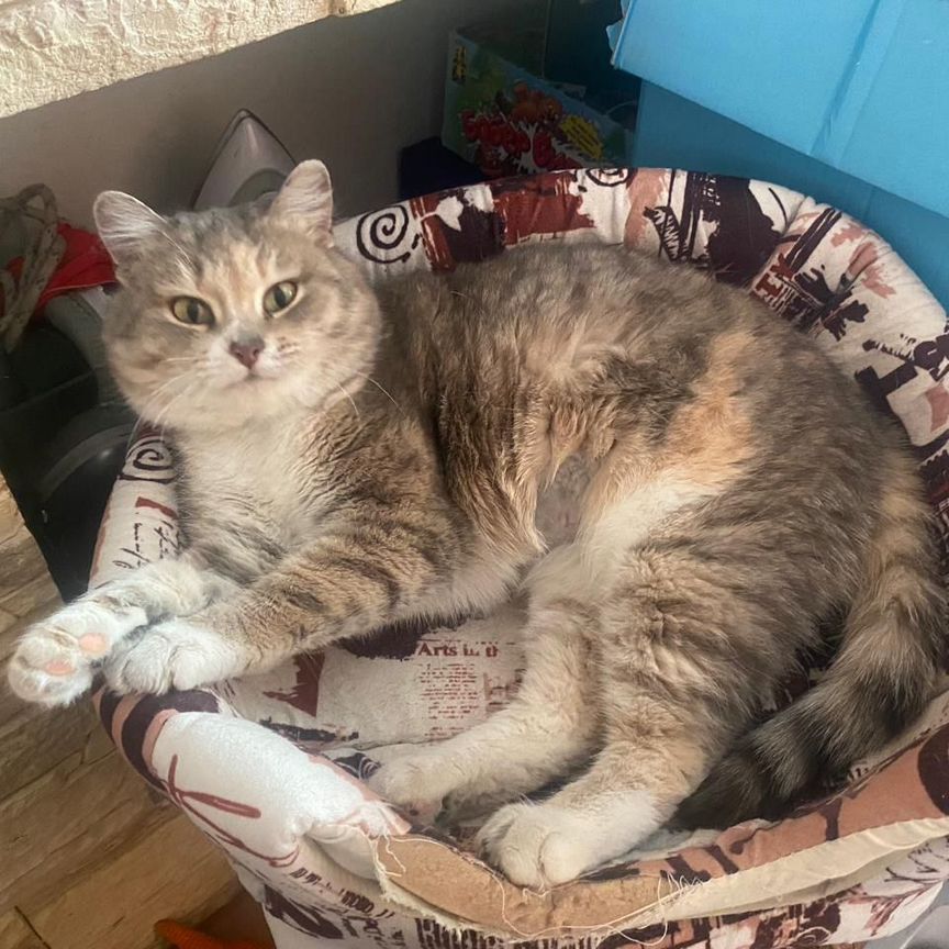 Кошки в добрые руки