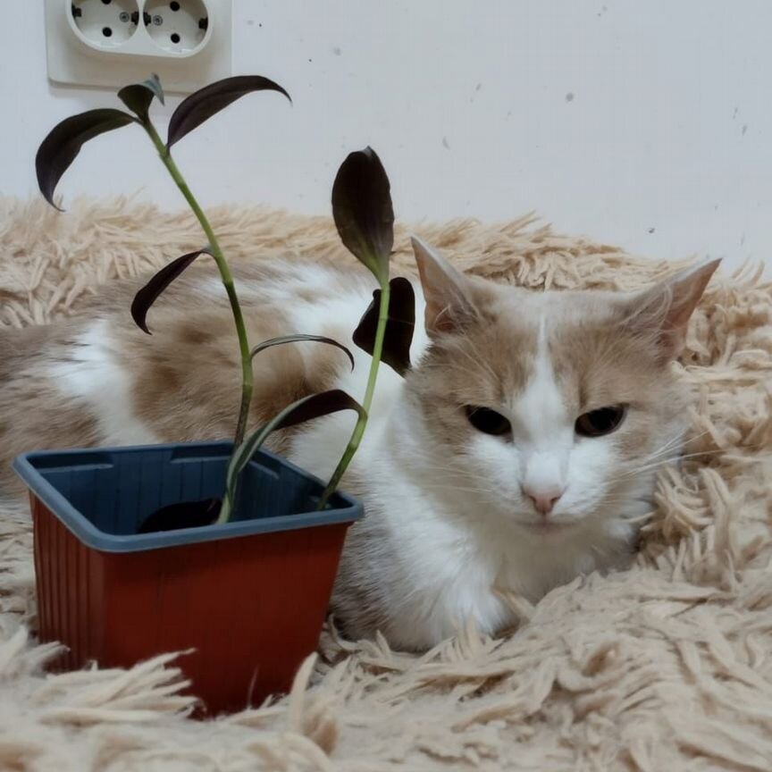 Красотка в семью