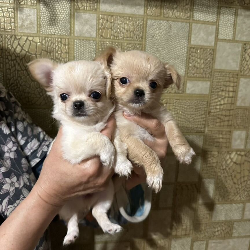 Чихуахуа мини девочки