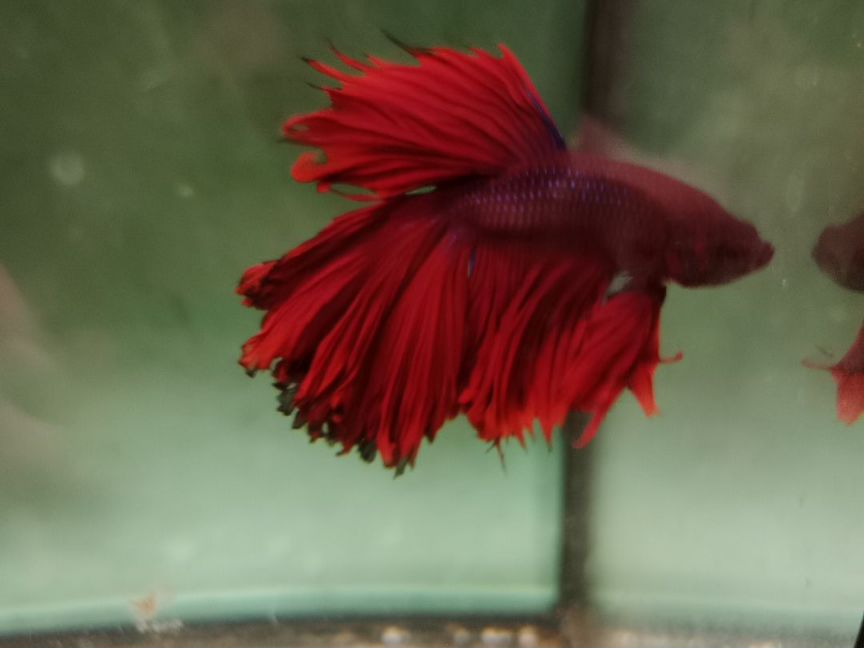 Продам петушков и курочек Халф мун