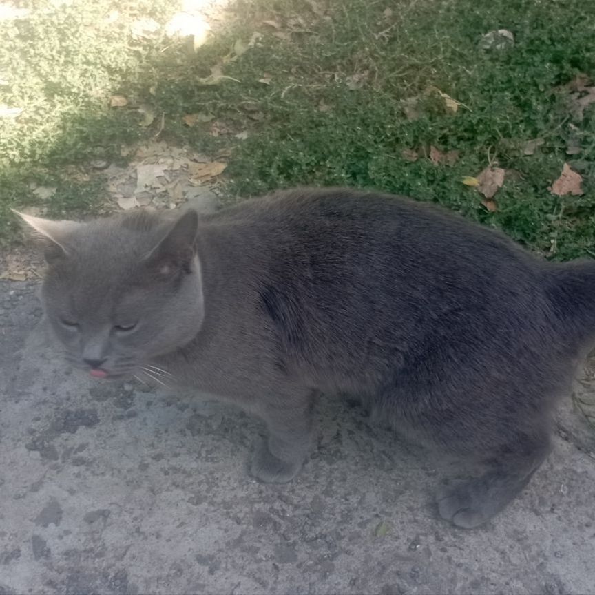 Красивый фирменный британец