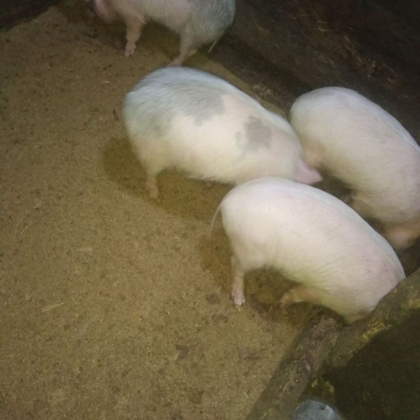 Пищевые отходы для животных