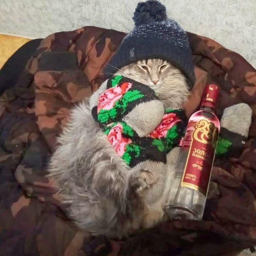 Кот Альфред