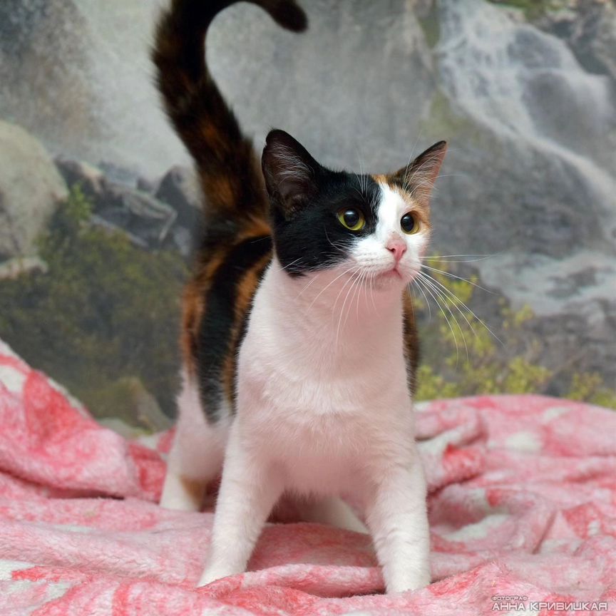 Кошка