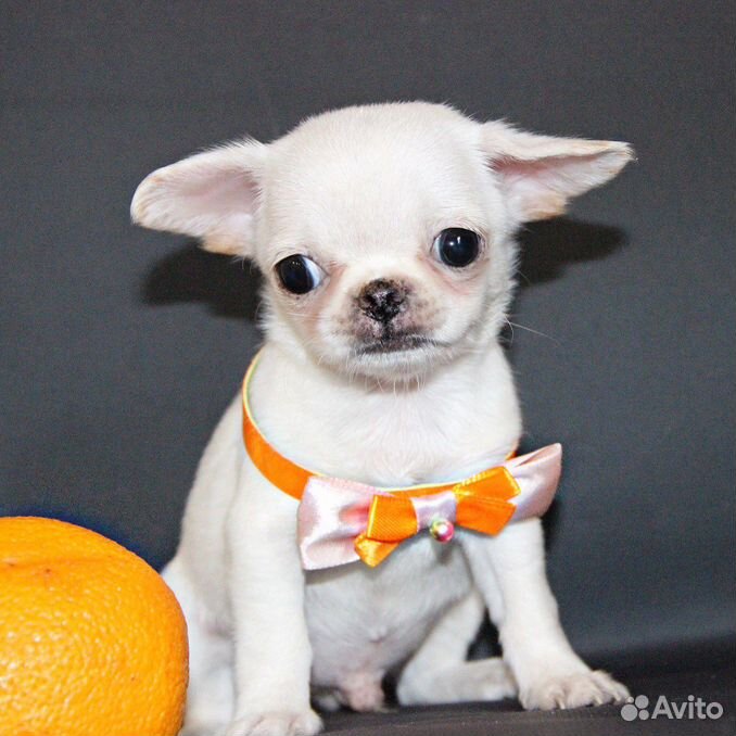 Крошка апельсинчик