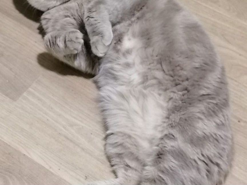 Вязка кота британец