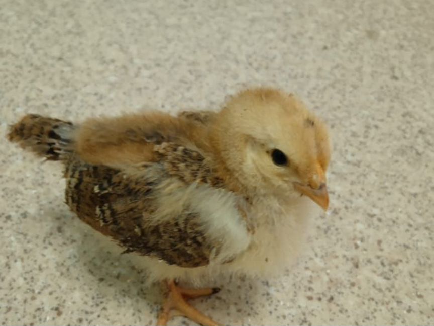 Цыплята из разноцветных яиц