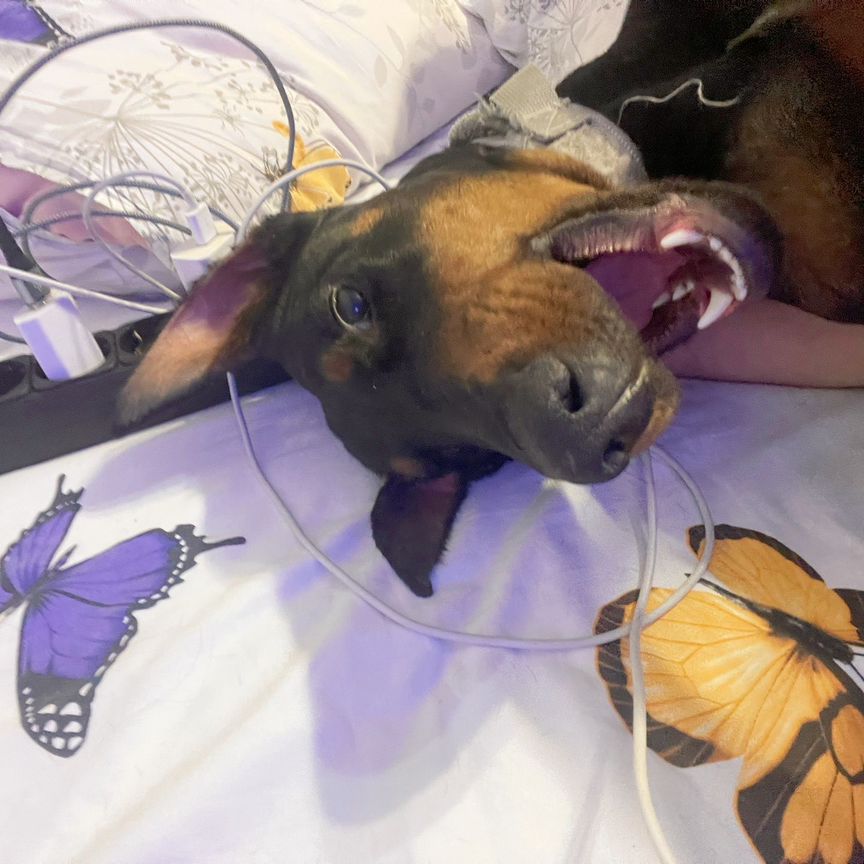 Отдам дебермана в добрые руки