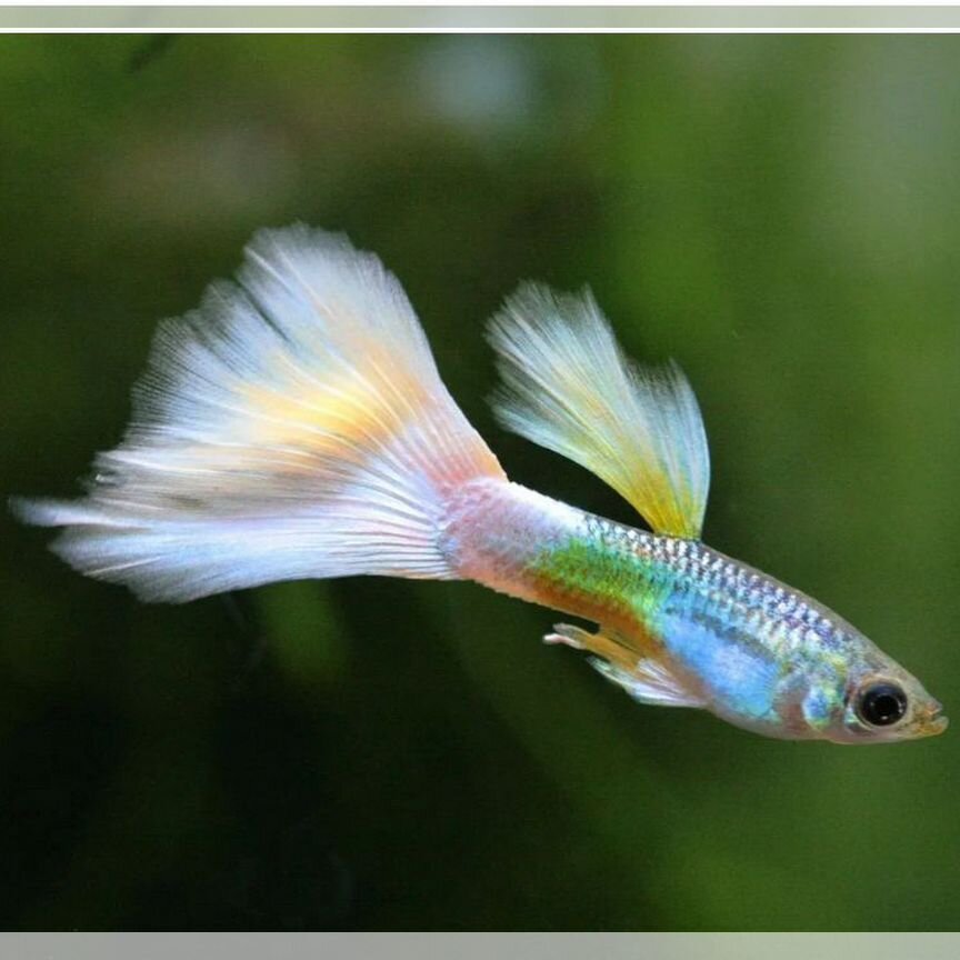 Рыба гуппи и водоросли разные