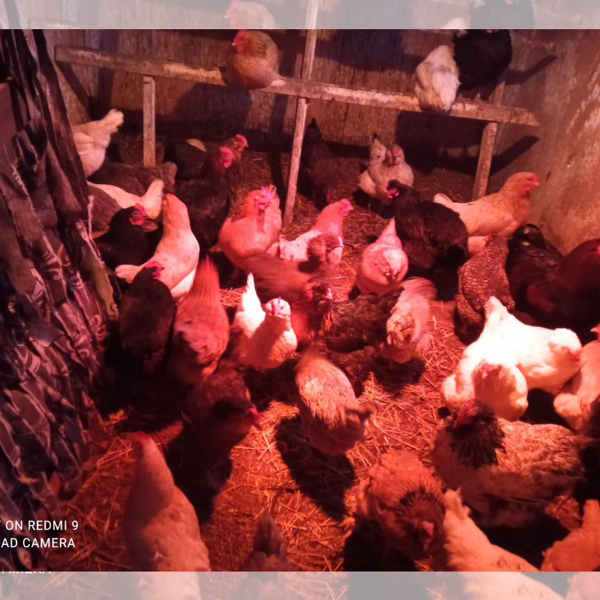 Куры несушки