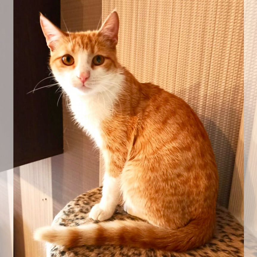 Славный яркий котик-подросток в добрые руки