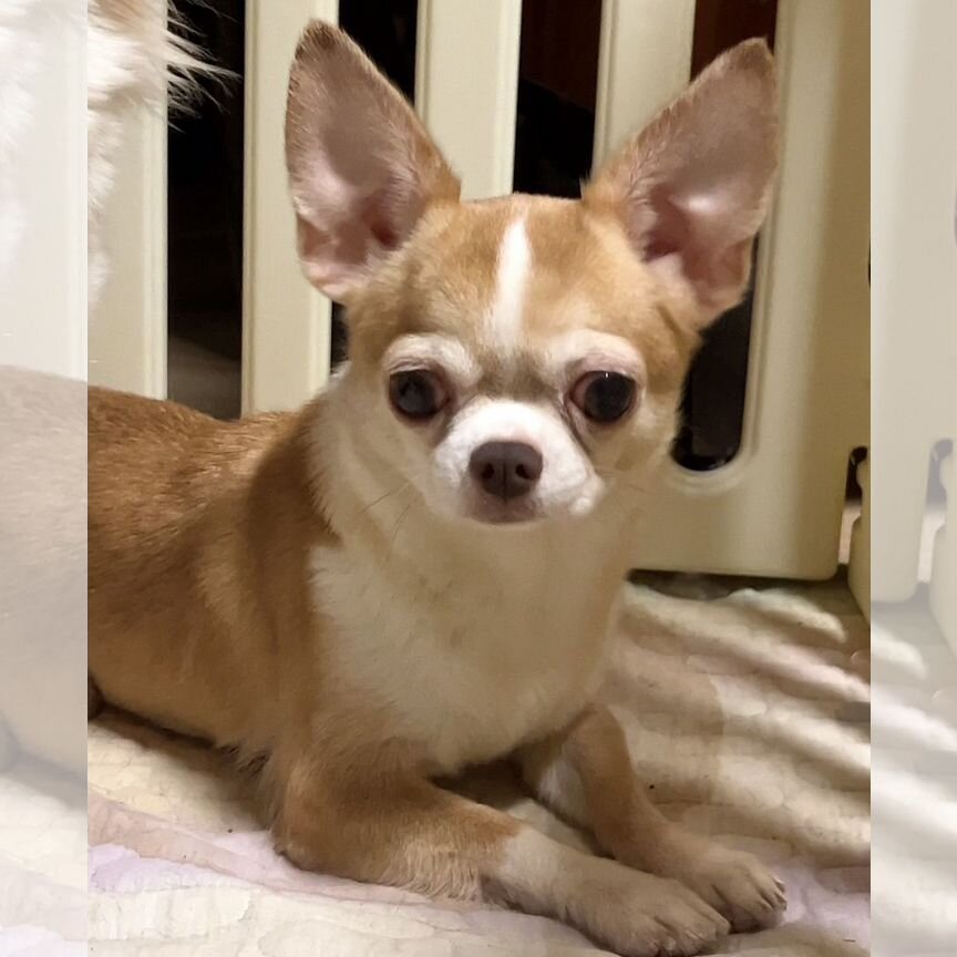 Чихуахуа, взрослая собака