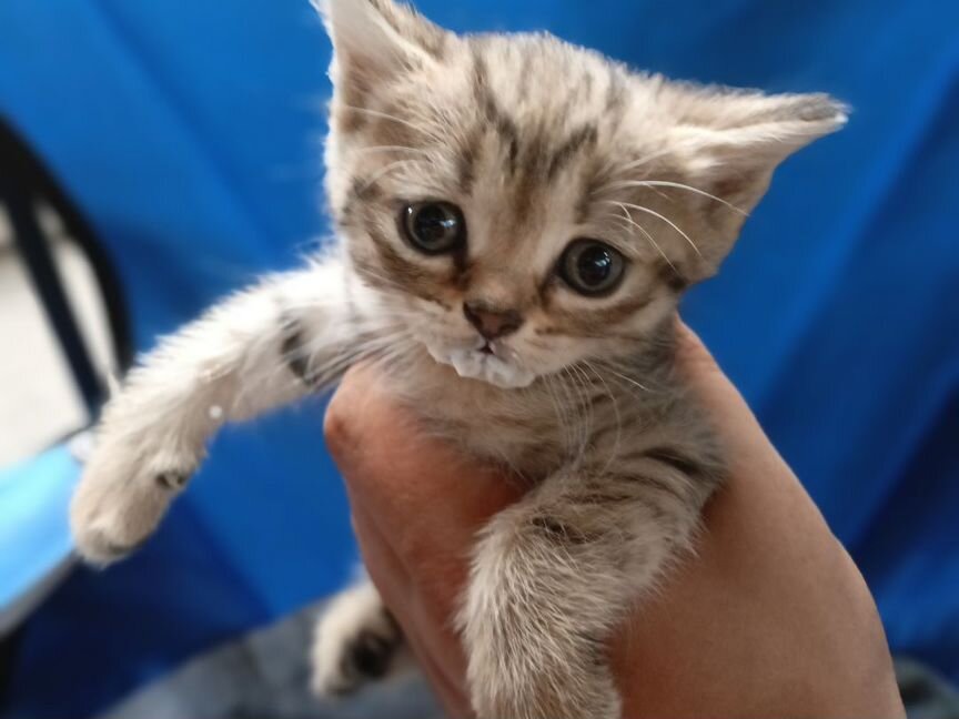 Котята