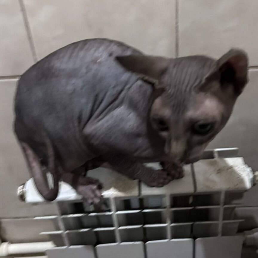 Канадский сфинкс, взрослый кот