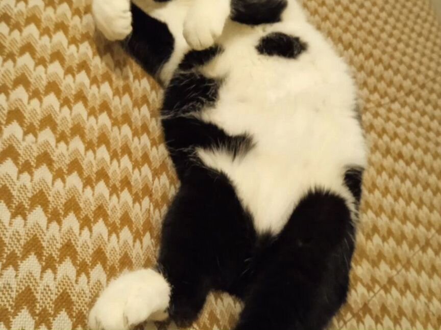 Кошка в дар