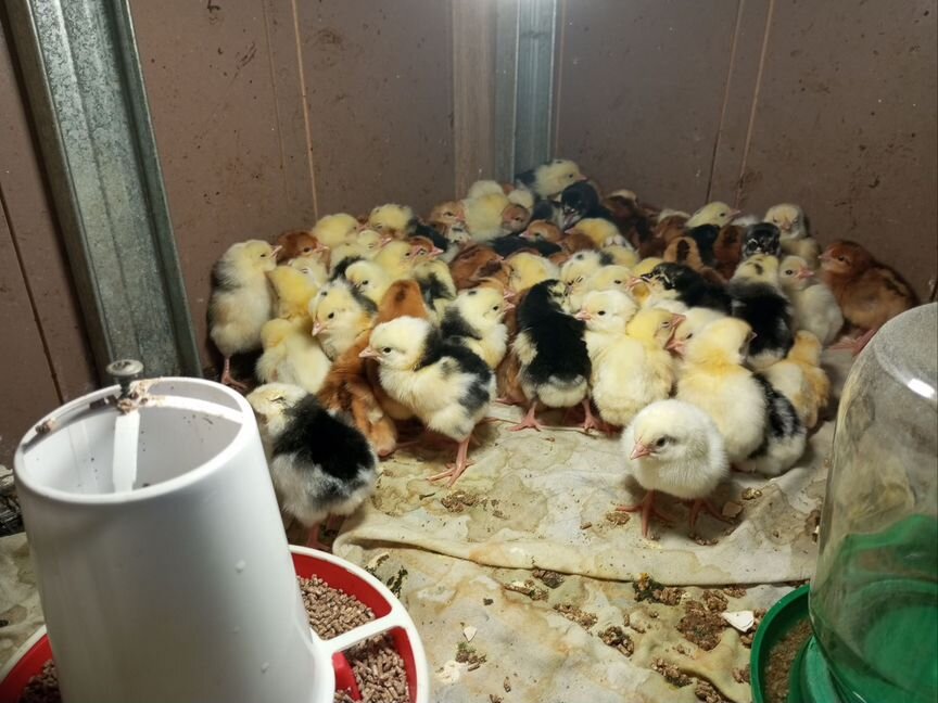 Цыплята. Австралорп. И поместный бройлер Ред Бро