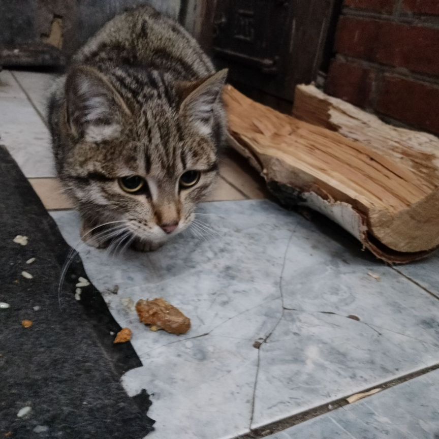 Нашли котёнка