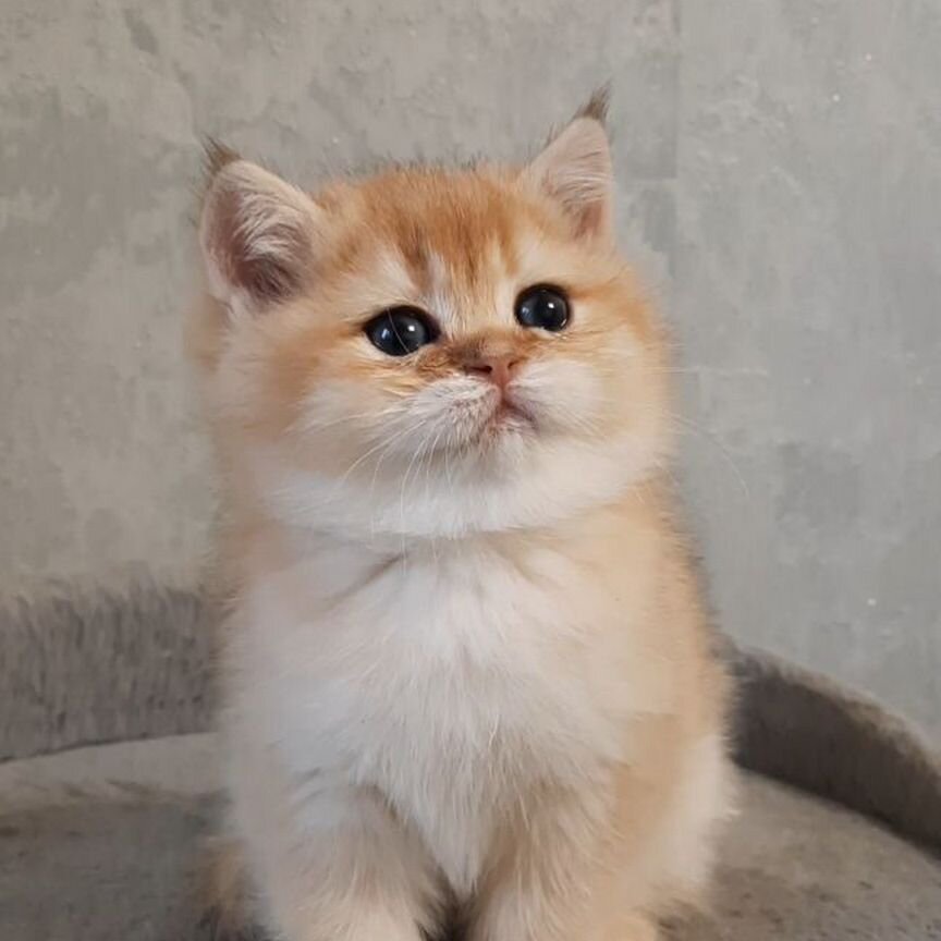 Шотландская кошечка золотая шиншилла