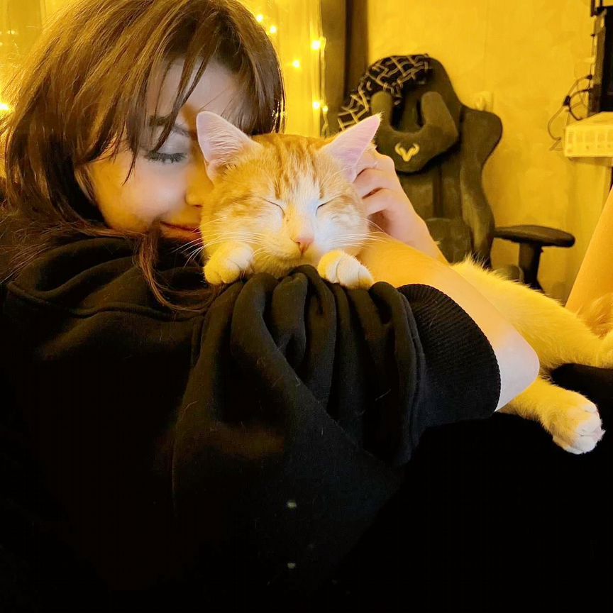 Отдам кота в добрые руки