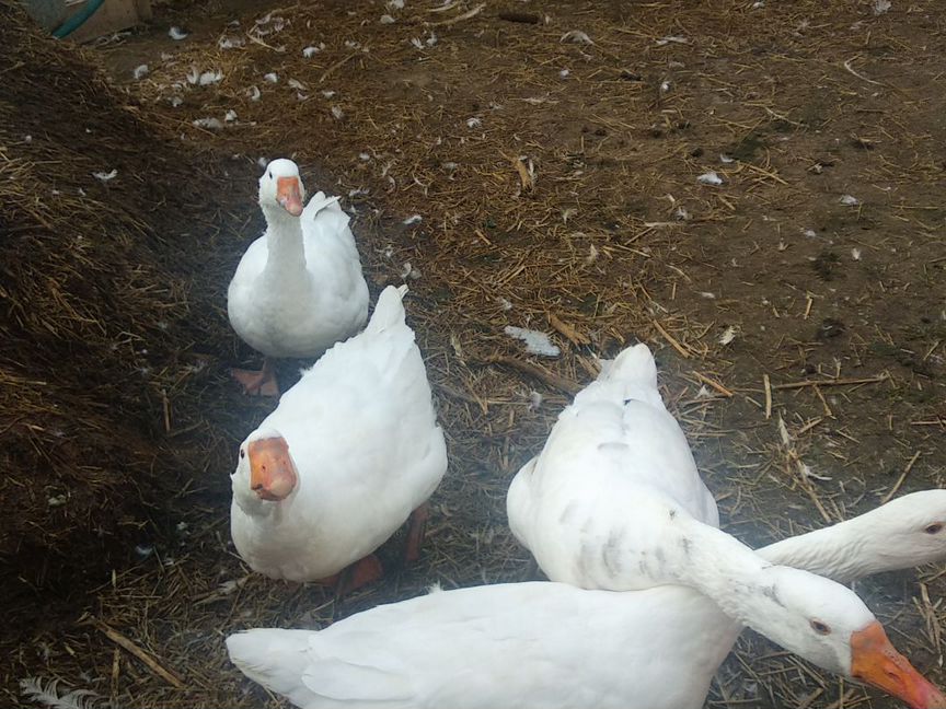 Гусь