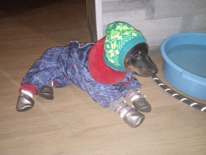 Вещи для собак