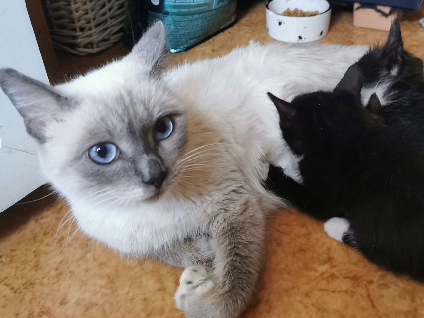 Котята в добрые руки