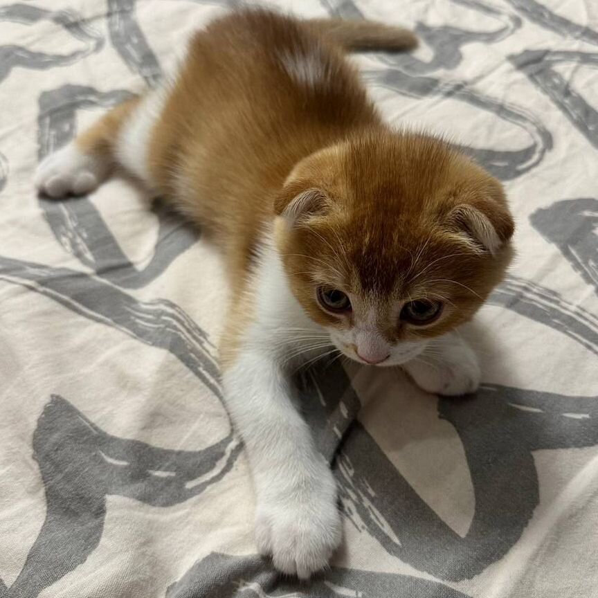 Котёнок