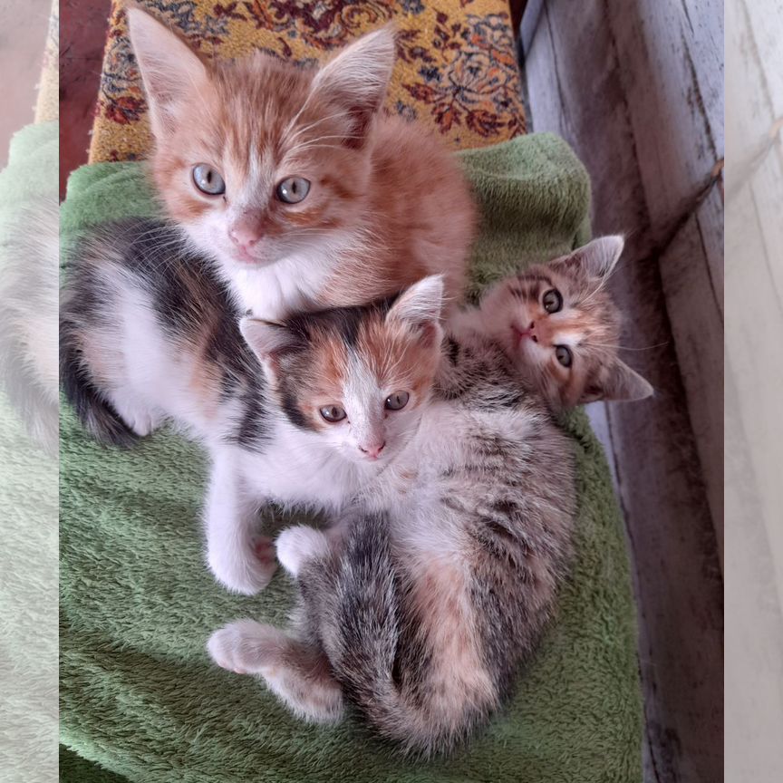 Котята в добрые руки