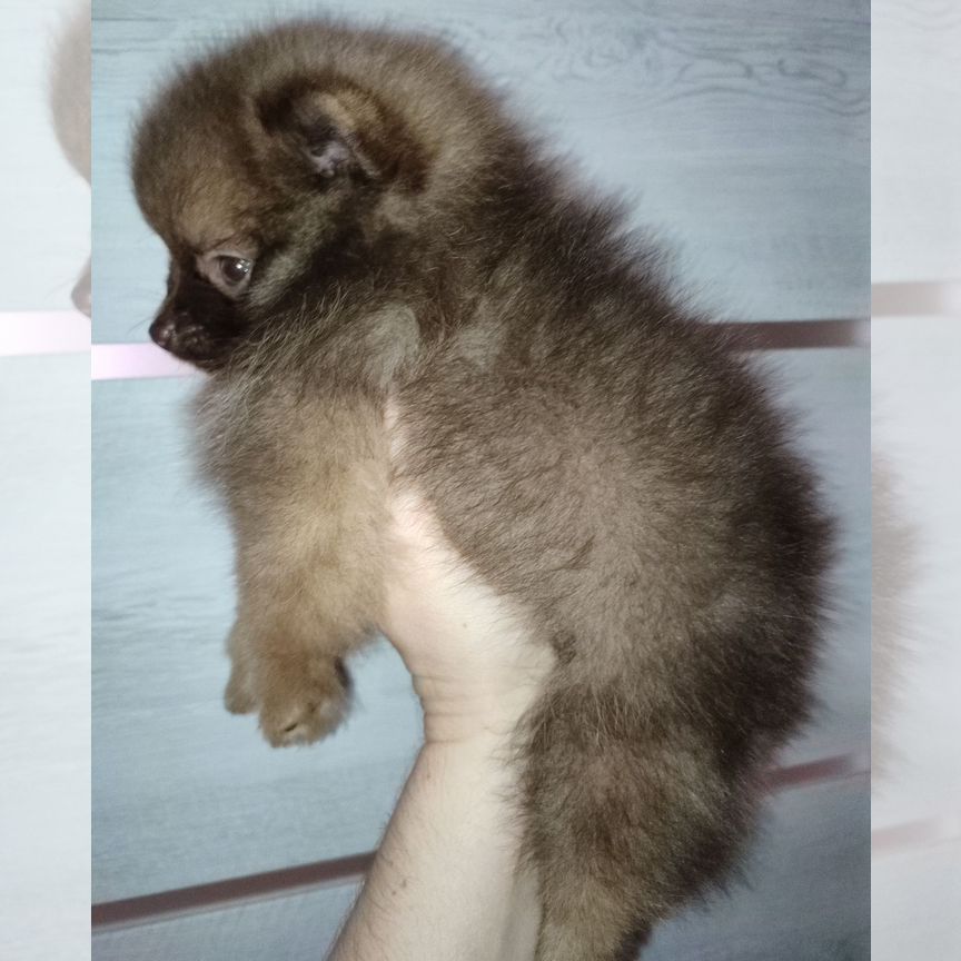 Померанский шпиц